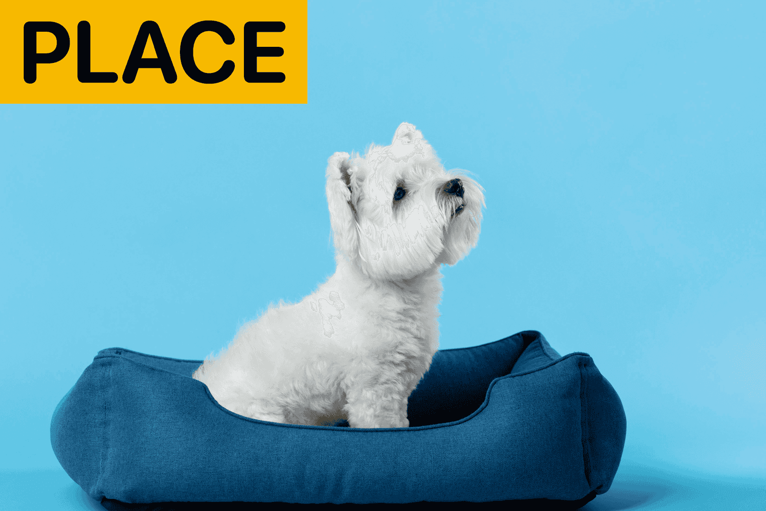 7 Basic Commands to Teach Your Dog