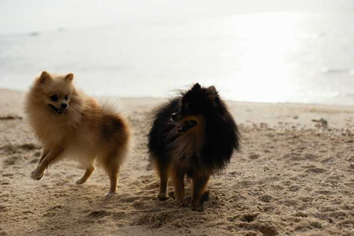 Why Do Dogs Hump? A Complete Guide to Dog Humping