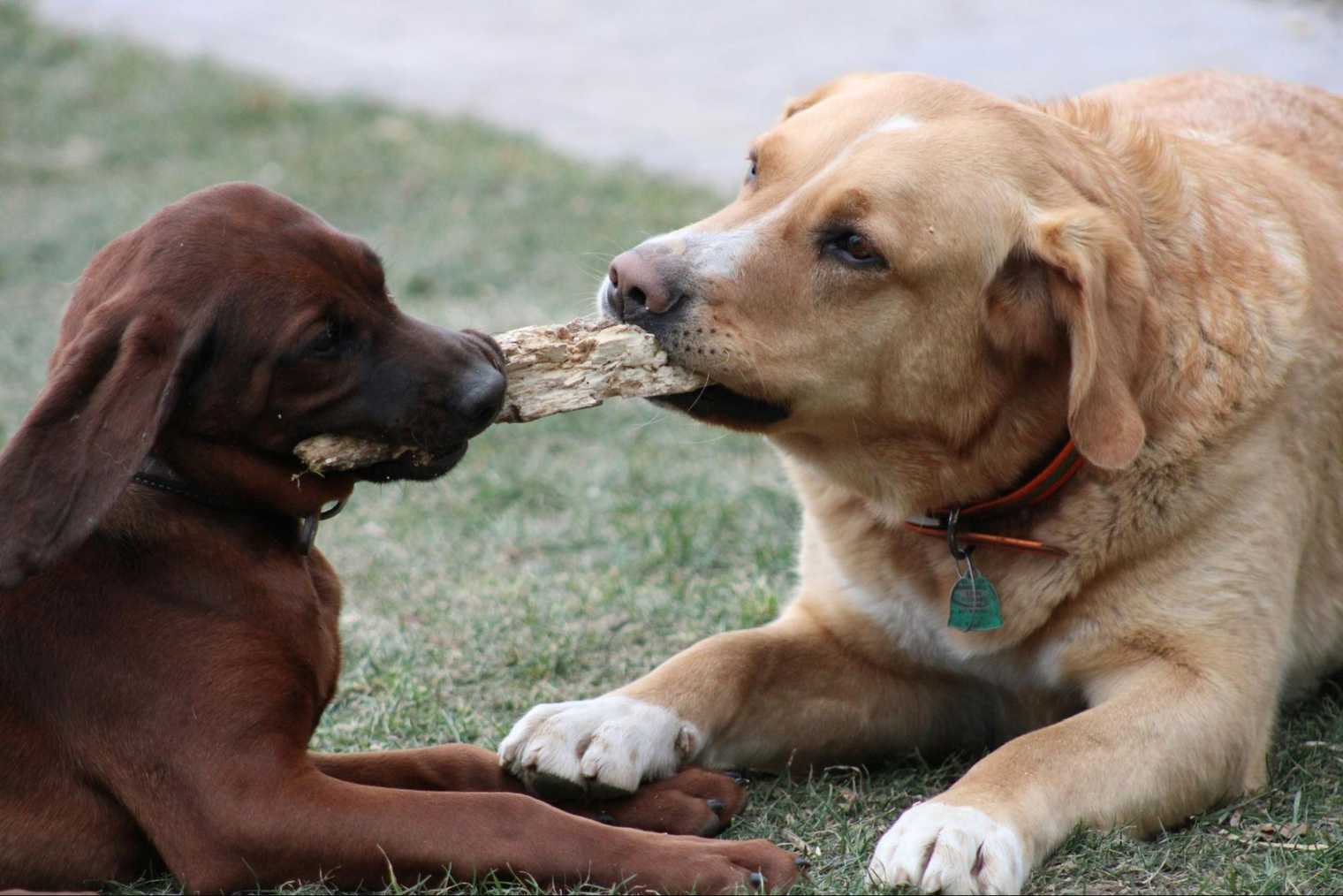 How to Get a Puppy to Stop Chewing on Things: A Complete Guide
