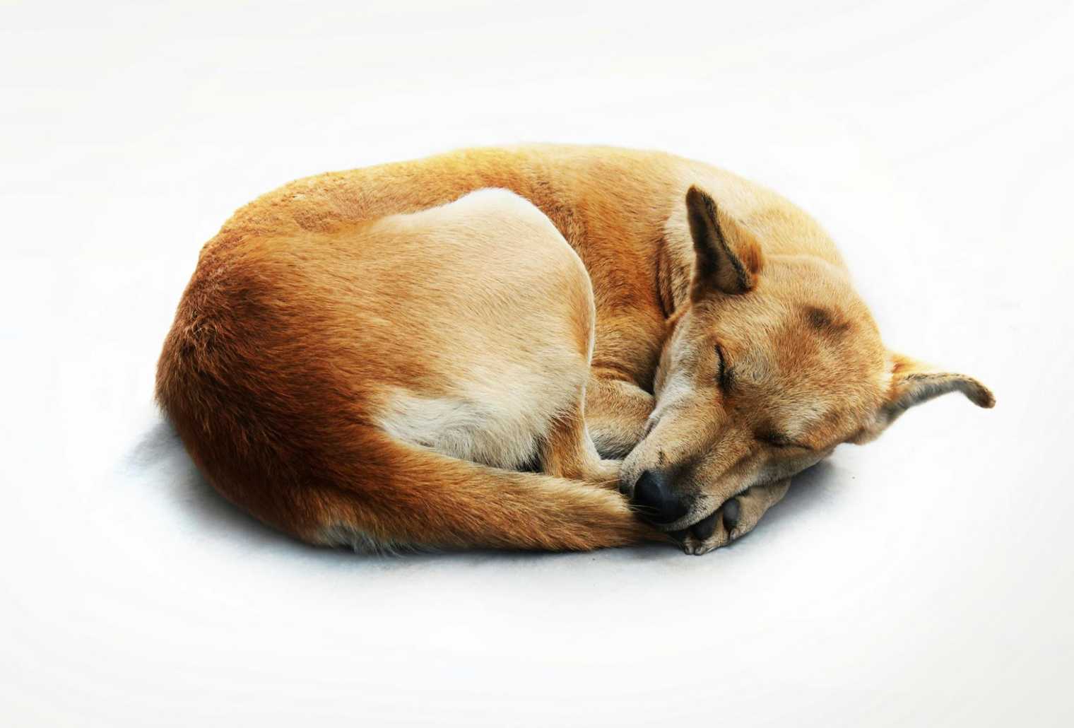 10 Dog Sleeping Positions and What Do They Mean?