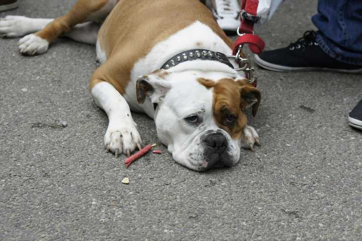 Why Do Dogs Eat Poop? Reasons and Solutions