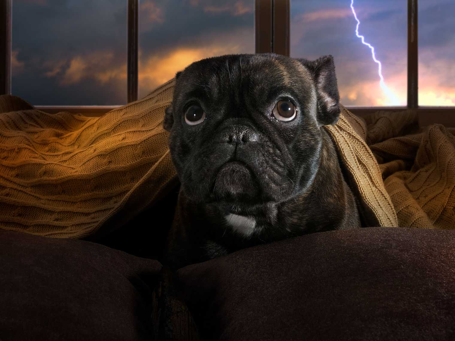 10 Dog Fears and How to Help a Scared Dog