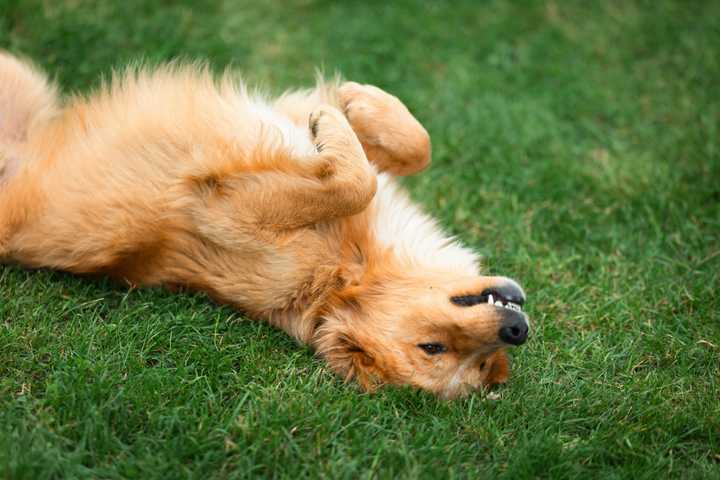 Why Do Dogs Eat Poop? Reasons and Solutions