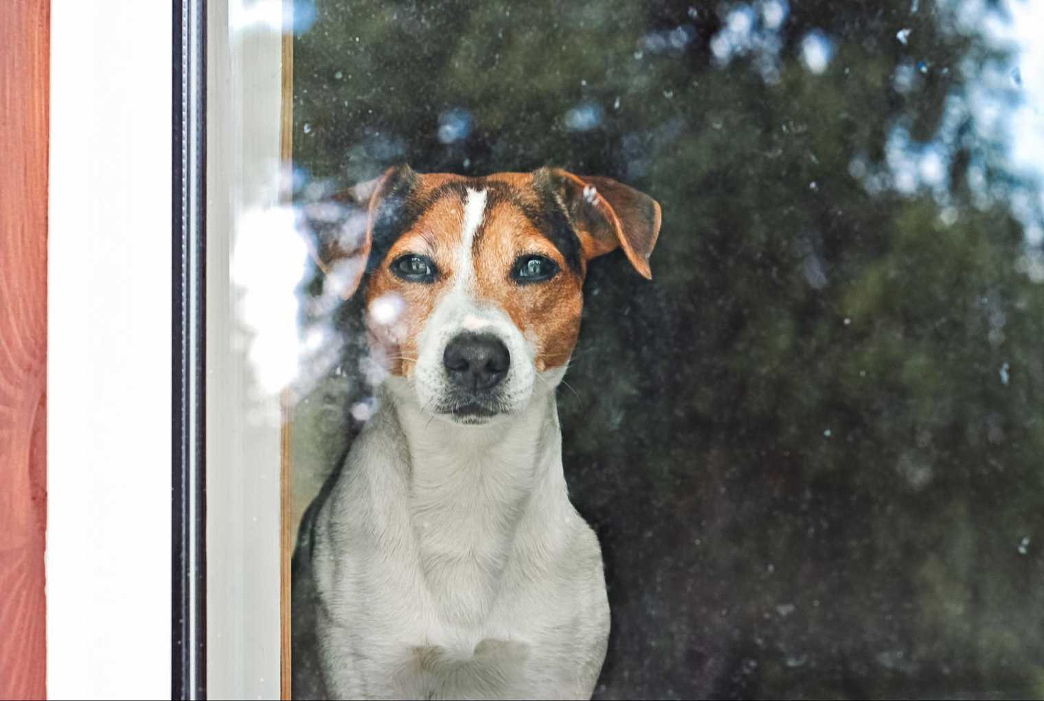 How to Train a Dog to Use a Bell: All Questions Answered