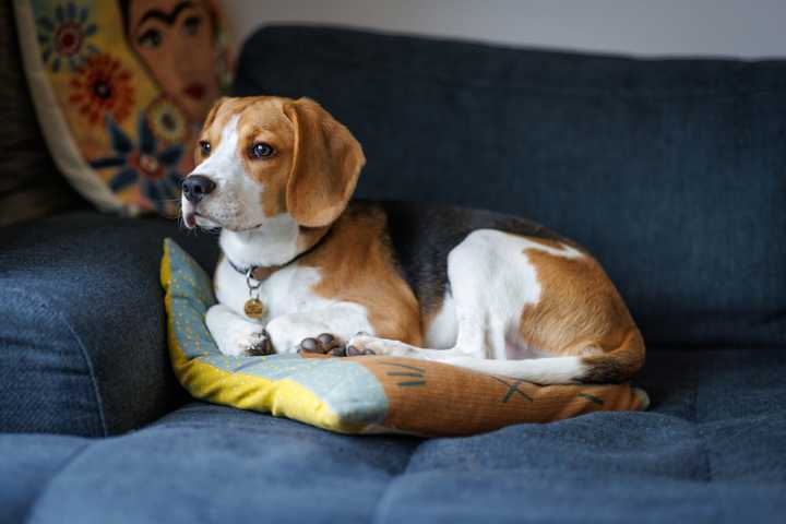 15 Best Family Dogs for Kids in 2026: Finding the Perfect Family Dog