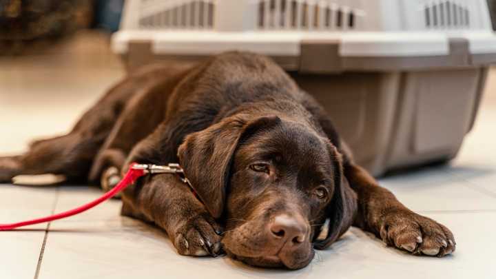 Why Do Dogs Sunbathe? 5 Steps to Make Sunbathing Safe