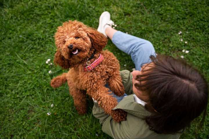Goldendoodle Training: Everything You Need to Know