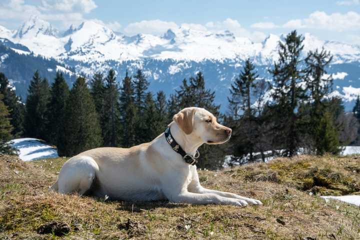 15 Best Family Dogs for Kids in 2026: Finding the Perfect Family Dog