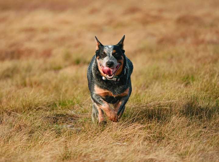 How to Train a Blue Heeler (Australian Cattle Dog): ACD Training Advice
