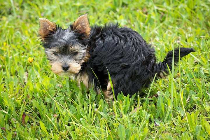 How Long Can a Dog Go Without Pooping? When to Worry & What to Do