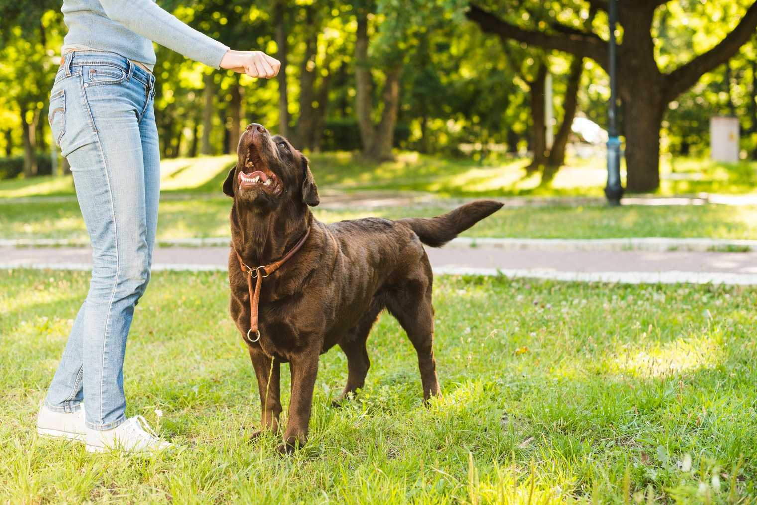 5 Easy Steps How to Teach Your Dog to Bow