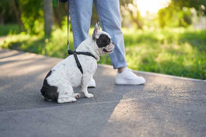 How Often to Walk A Dog? A Comprehensive Guide