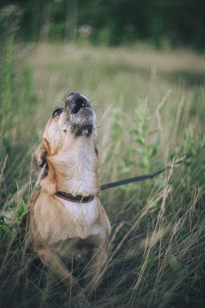 How to Stop a Dog From Barking in 5 Ways
