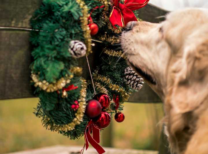 Are Christmas Trees Safe for Dogs?