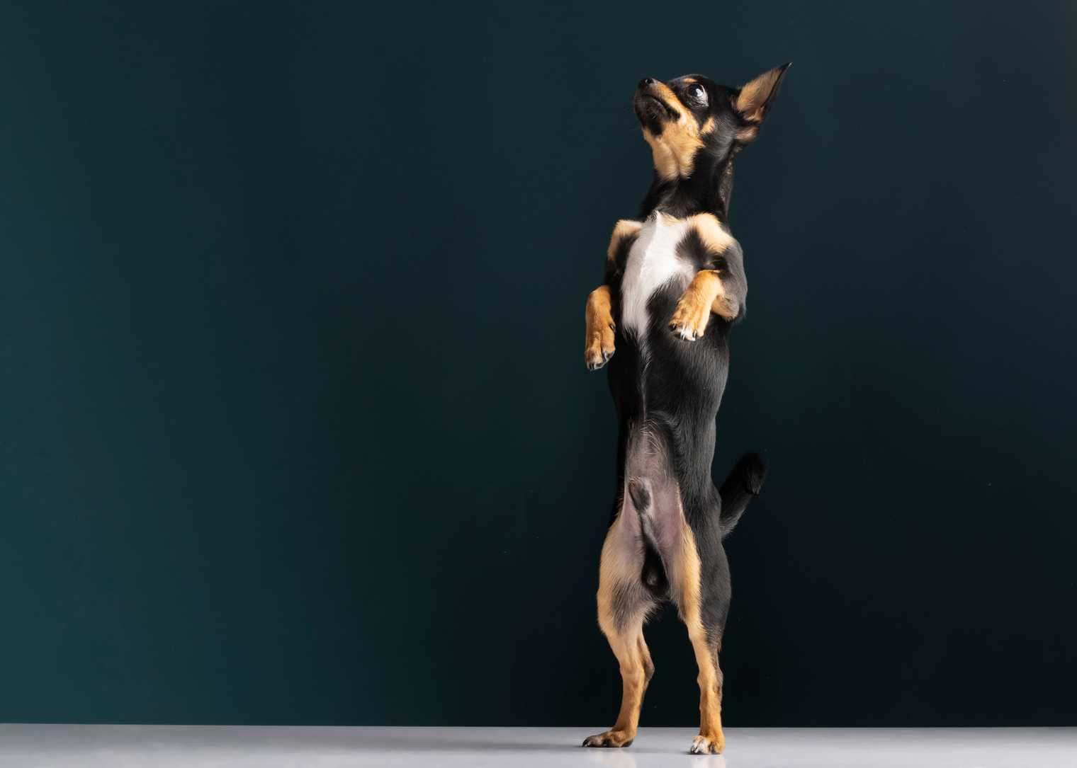 How to Teach Your Dog to Stand on Command