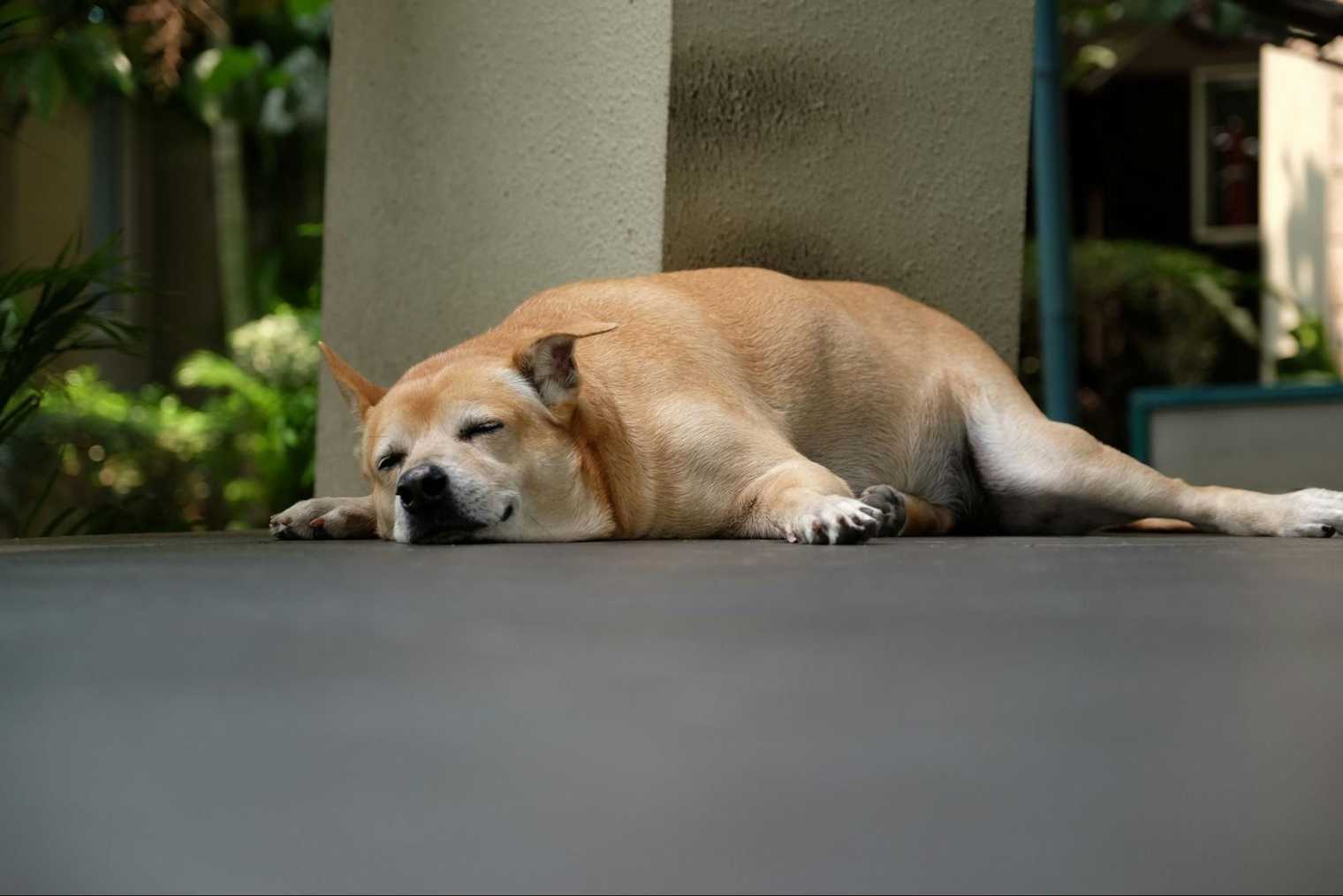 10 Dog Sleeping Positions and What Do They Mean?