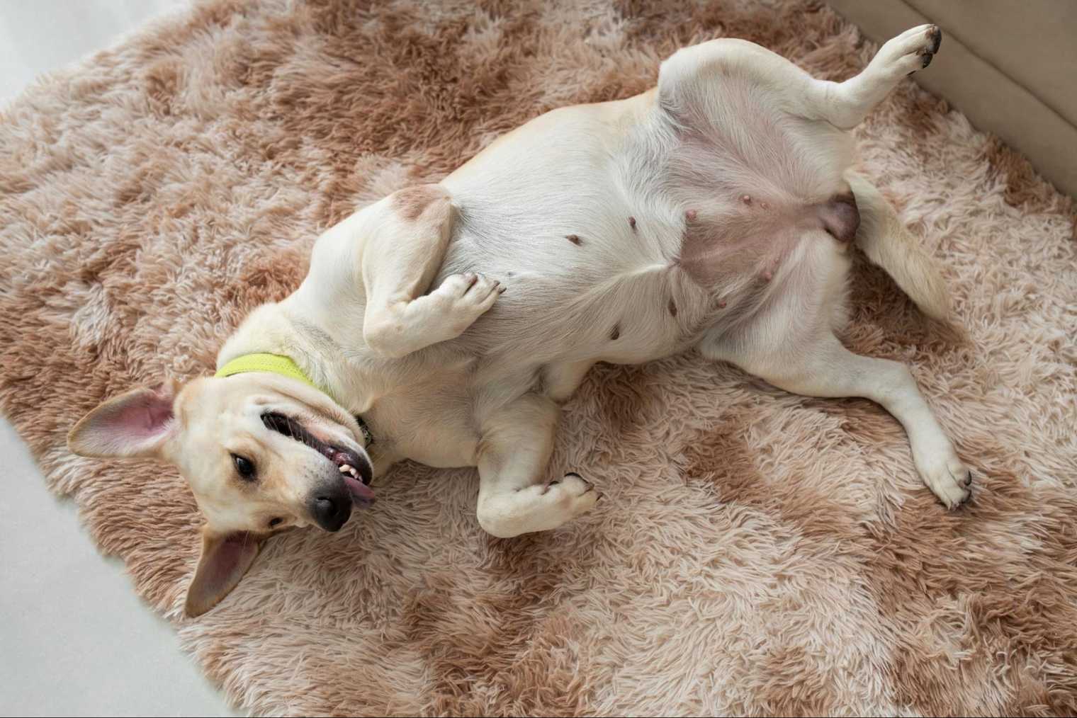 How to Teach Your Dog to Roll Over: 9-Step Guide