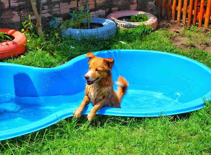 How Hot Is Too Hot for a Dog? Dog Walk Temperature Chart