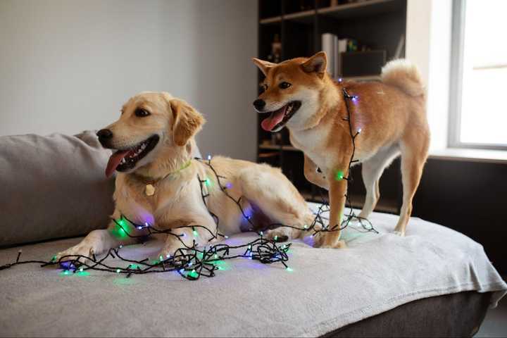 Are Christmas Trees Safe for Dogs?