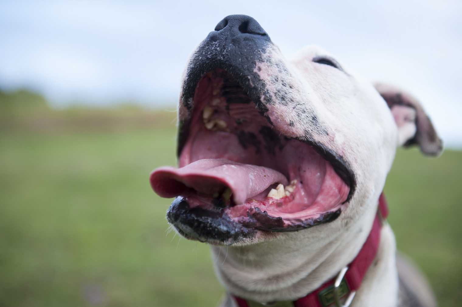 Cómo Quitarle El Mal Aliento A Un Perro: 8 Remedios Y Consejos