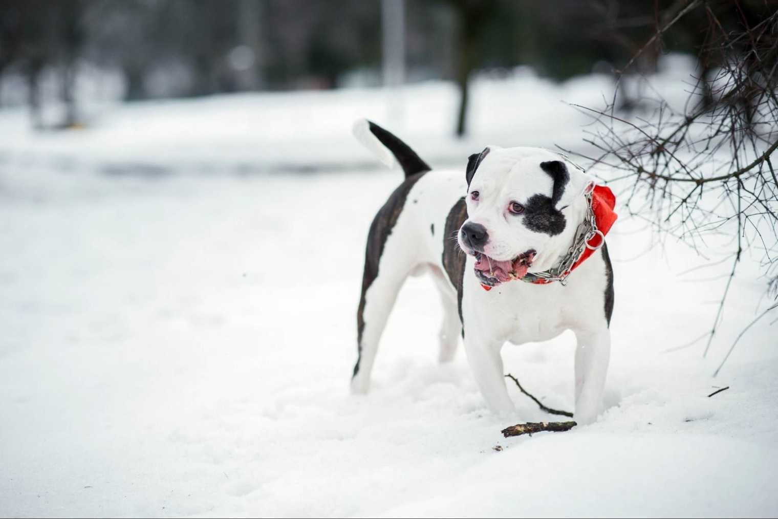 Frostbite in Dogs: Symptoms, Causes, and Treatment