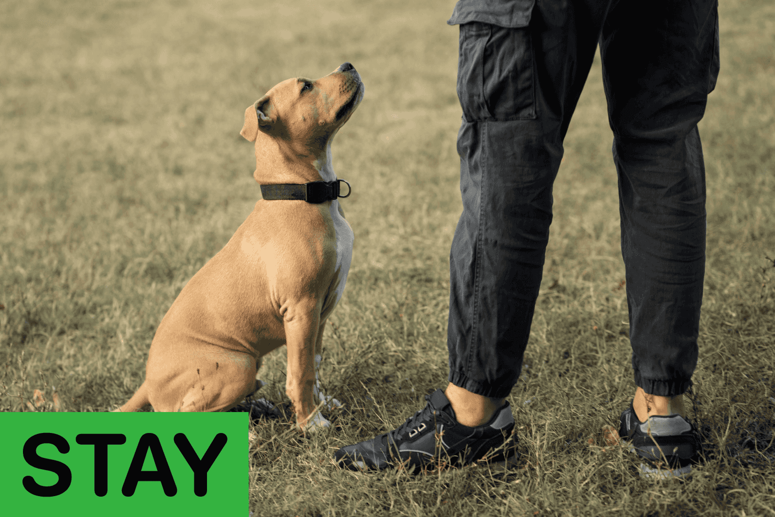7 Basic Commands to Teach Your Dog