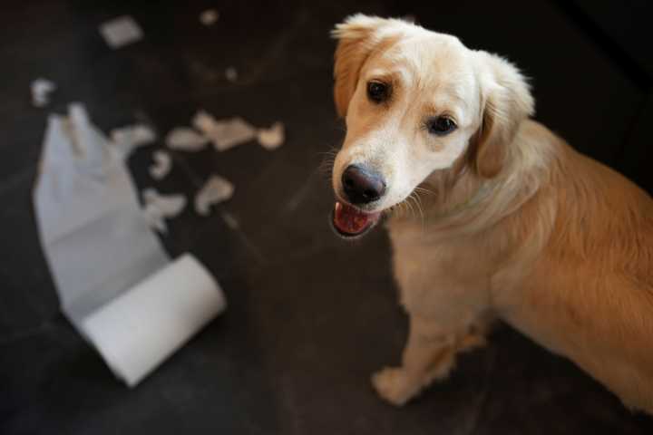7 Tips on How to Train a Dog to Poop Outside