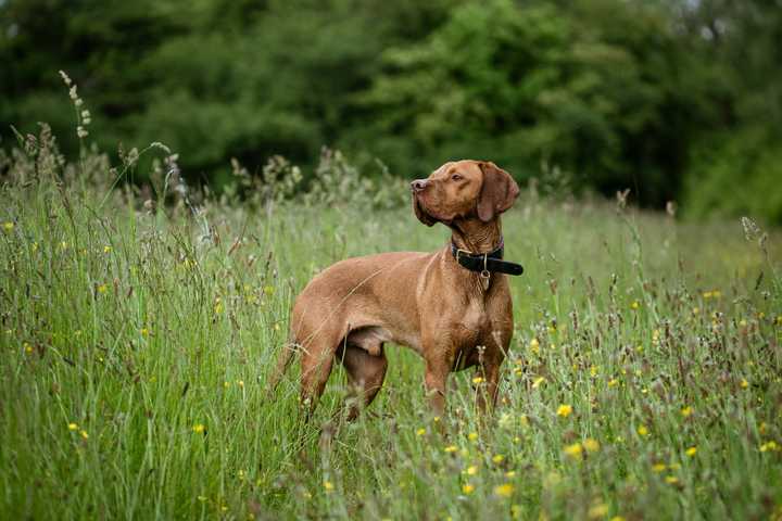 15 Best Family Dogs for Kids in 2026: Finding the Perfect Family Dog