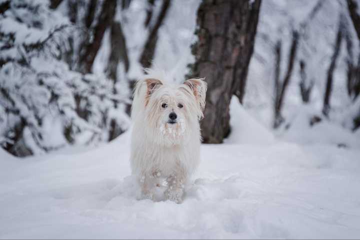 Frostbite in Dogs: Symptoms, Causes, and Treatment