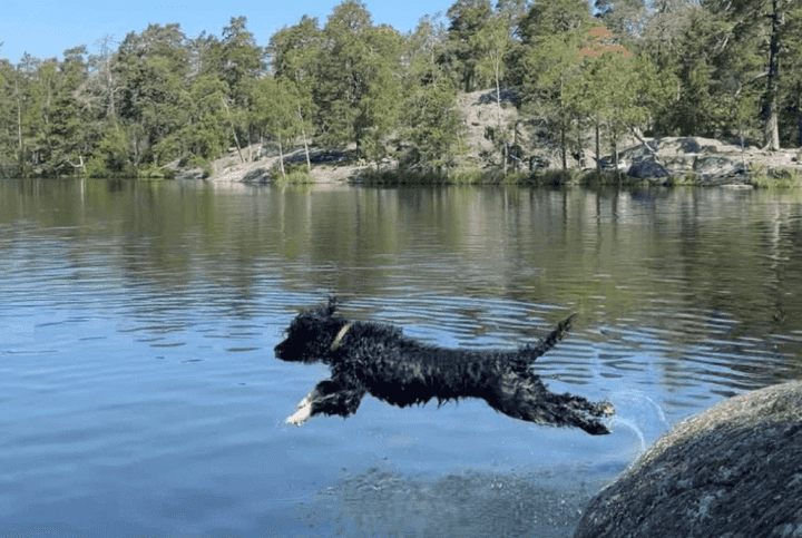 How to Teach a Dog to Swim: 10-Step Guide
