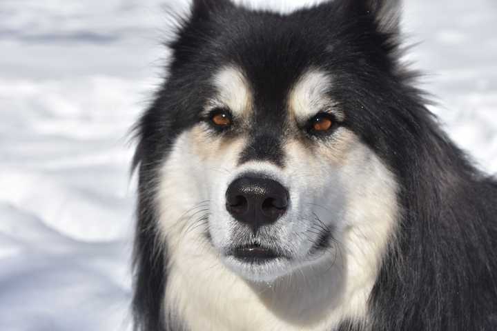 12 Dogs for Cold Weather: Your Complete Guide to Winter Dog Breeds