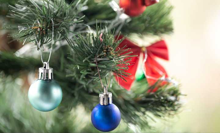 Are Christmas Trees Safe for Dogs?