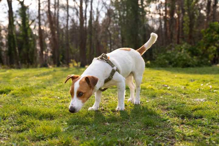7 Tips on How to Train a Dog to Poop Outside