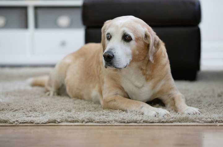How to Train an Older Dog: Effective Techniques for a Happy Companion