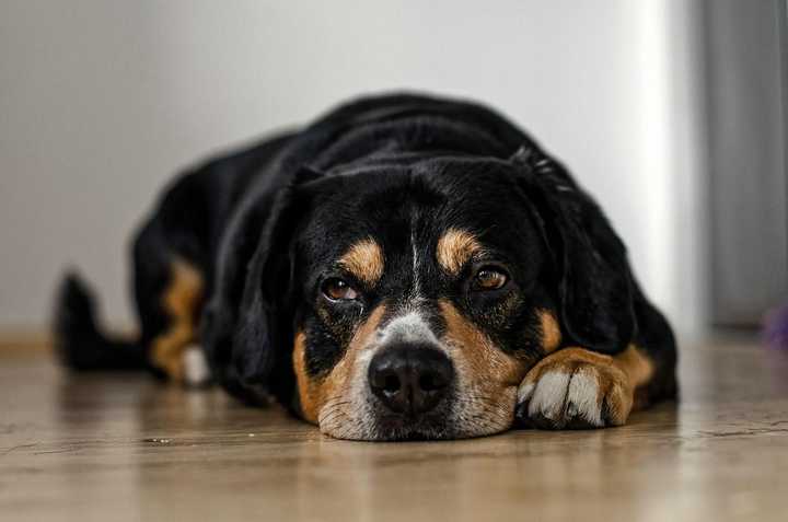 How to Tell If Your Puppy Is Sick: 10 Warning Signs