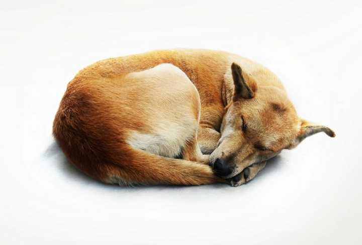 Posiciones Habituales De Los Perros Al Dormir Y Su Significado