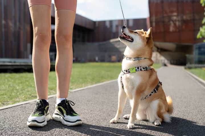 How to Teach Your Dog Their Name: 4-Step Guide