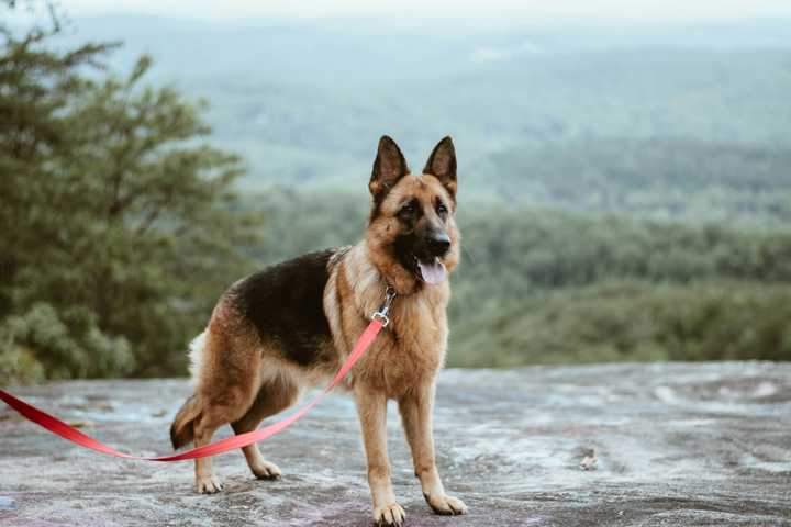 Training a German Shepherd: Methods Backed by Trainers
