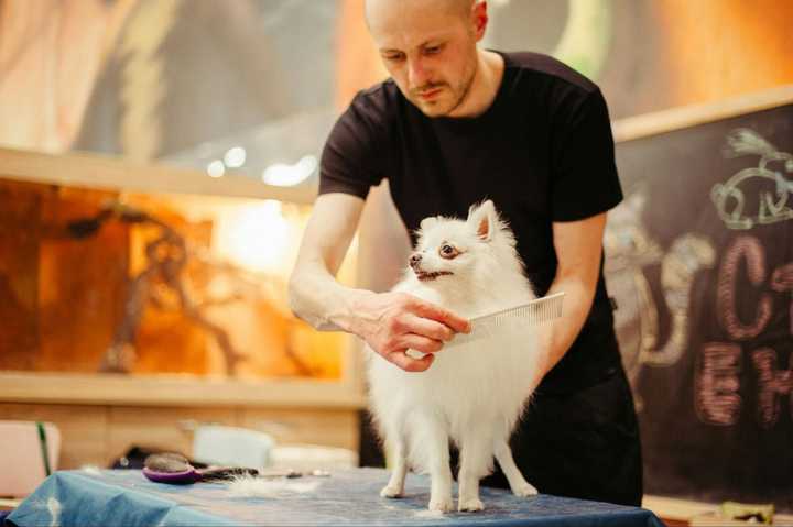 How to Care for a Dog: 13 Steps to Raise a Happy Companion