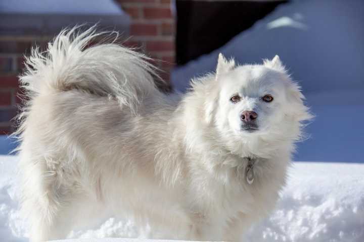12 Dogs for Cold Weather: Your Complete Guide to Winter Dog Breeds