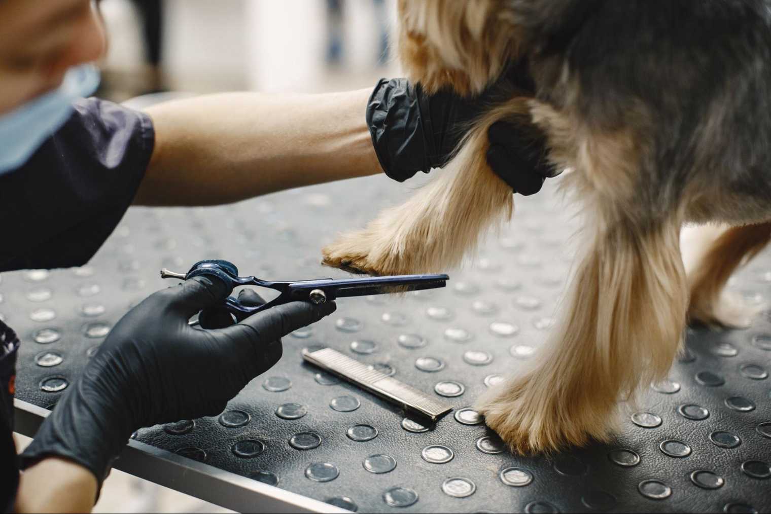 Why Is My Dog Chewing Their Paws? 6 Reasons and Solutions