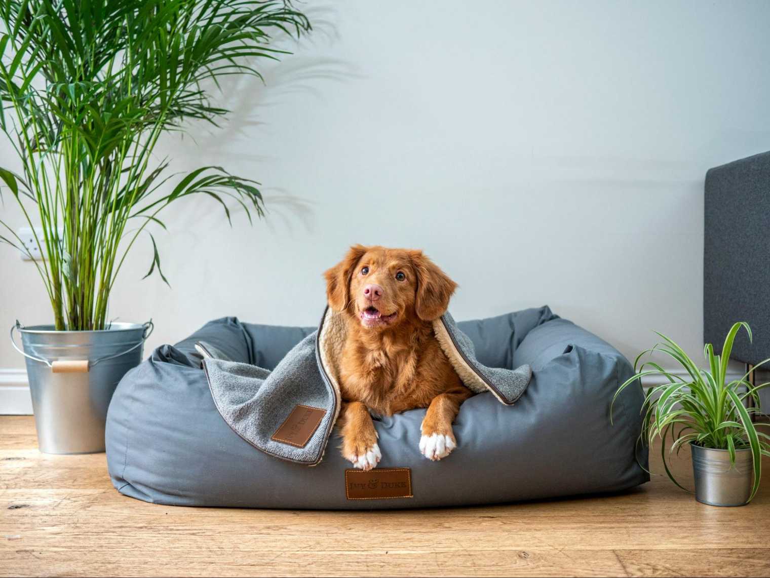 How to Teach Your Dog the Place Command in 7 Steps