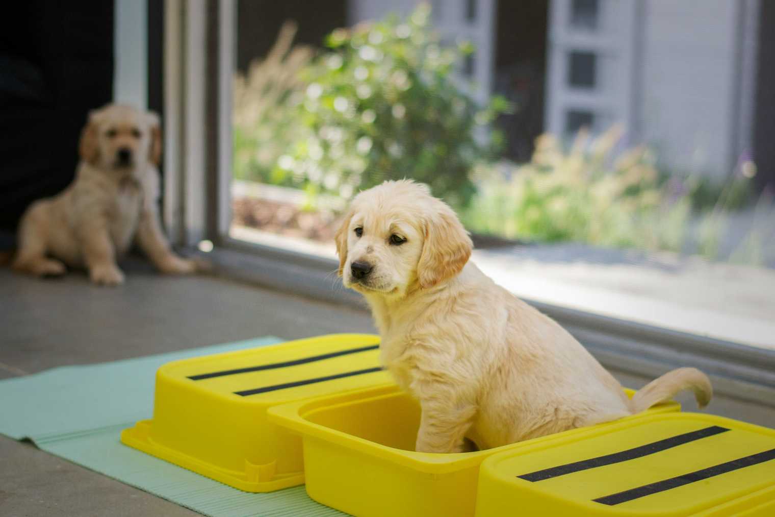 Potty Training: 11 Breeds That Are Easy to House Train