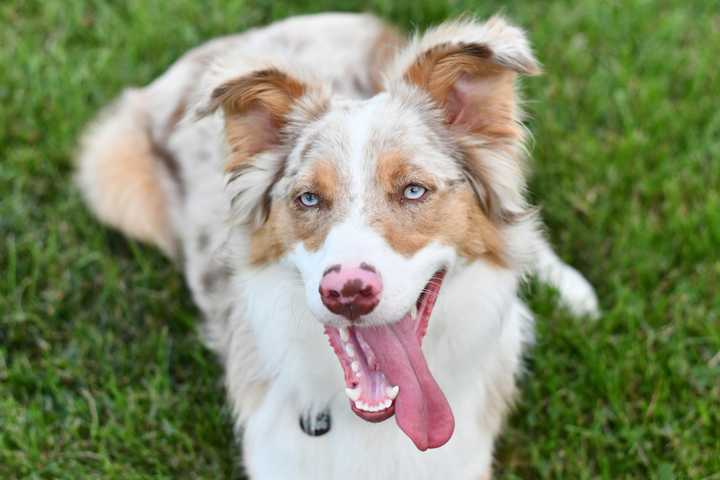 Potty Training: 11 Breeds That Are Easy to House Train