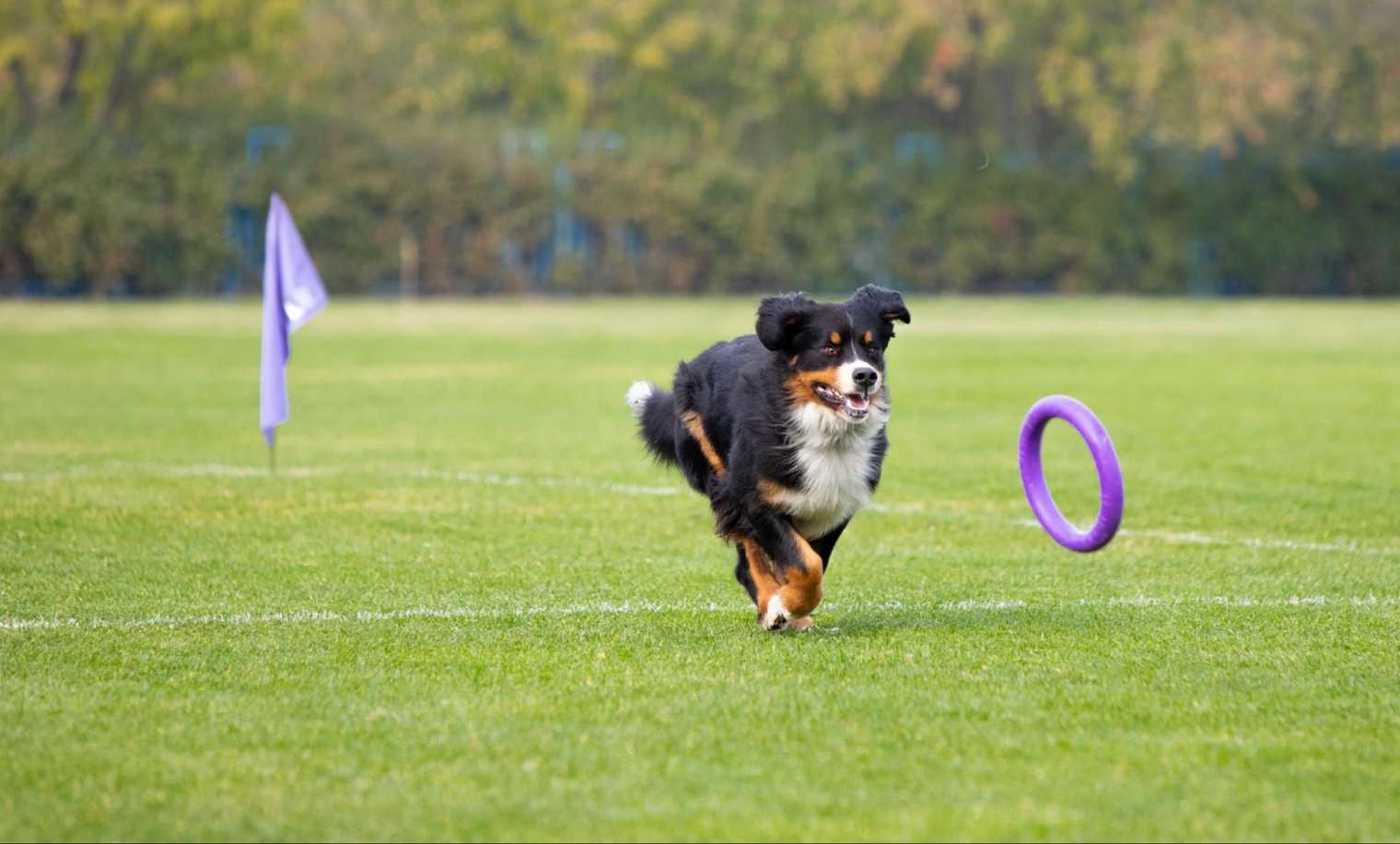 Dog Training Methods: Pros and Cons of Each Approach