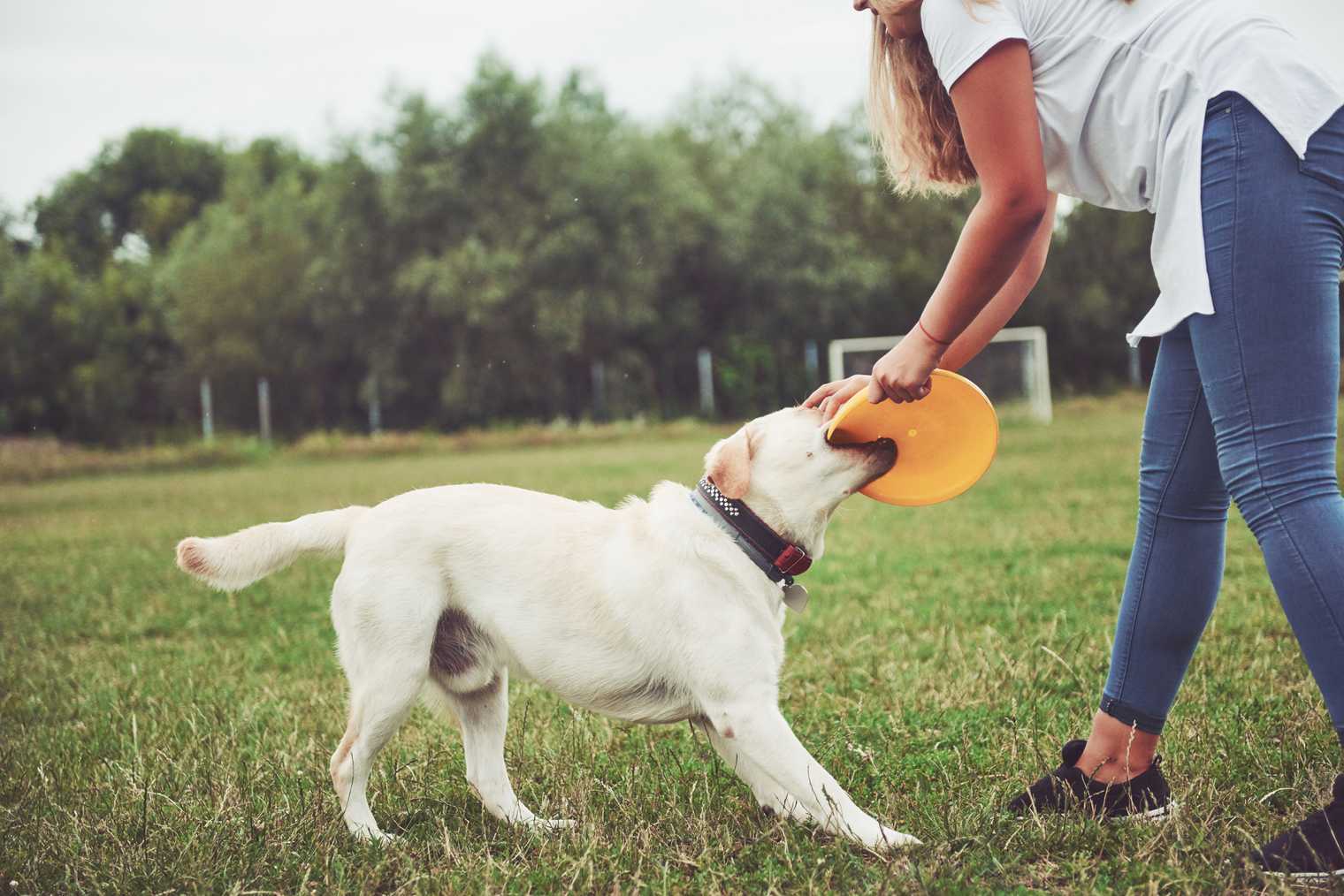 How to Teach Your Dog Their Name: 4-Step Guide