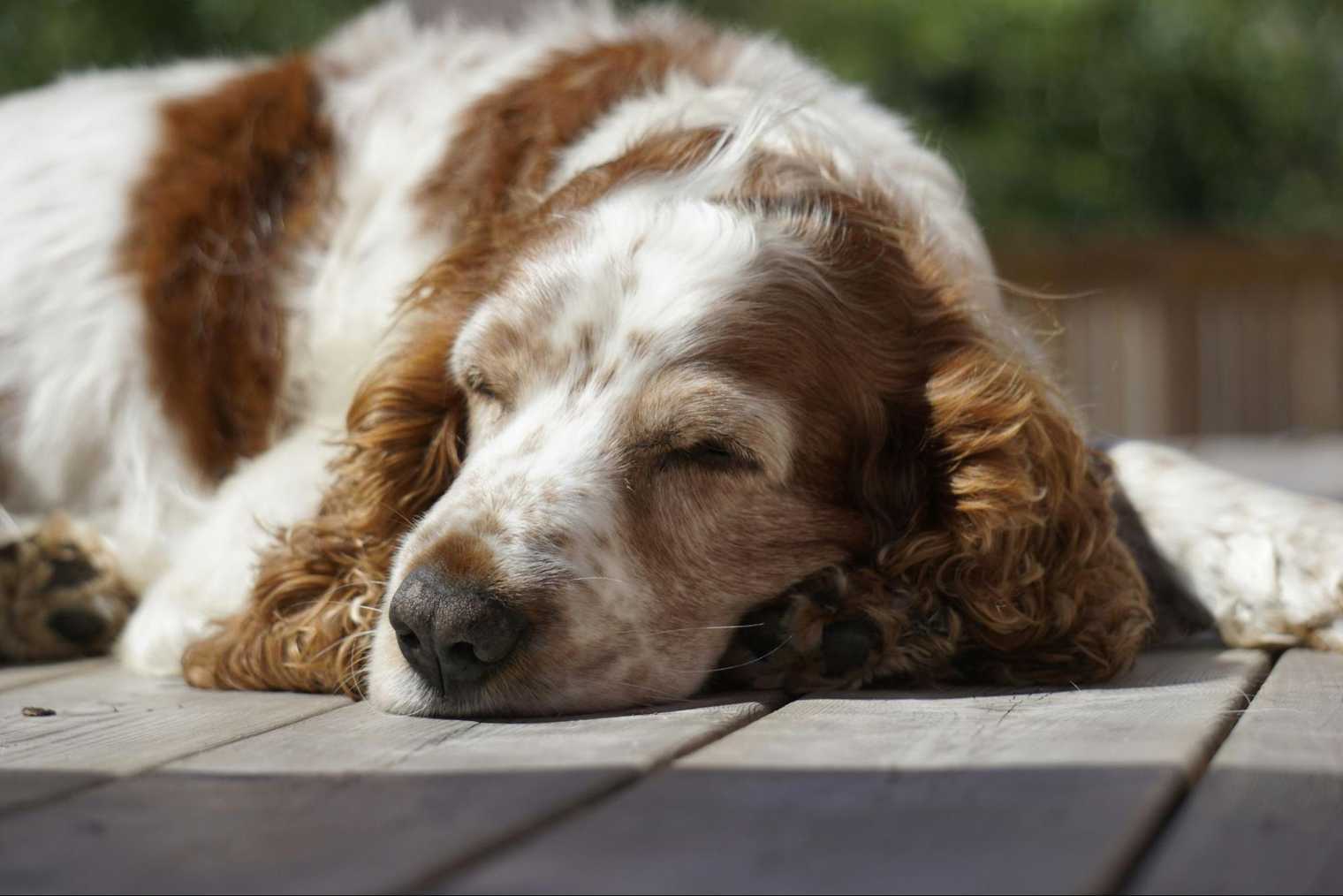 10 Dog Sleeping Positions and What Do They Mean?