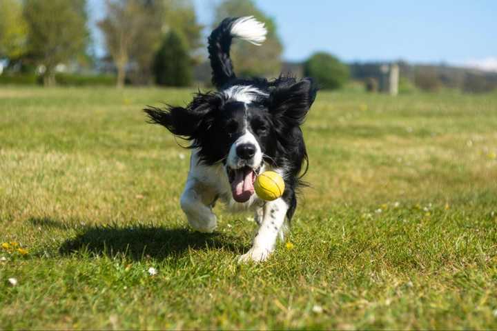 15 Trucos Divertidos Para Enseñar A Tu Perro
