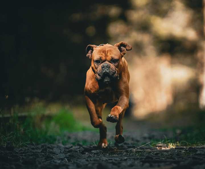 15 Best Family Dogs for Kids in 2026: Finding the Perfect Family Dog