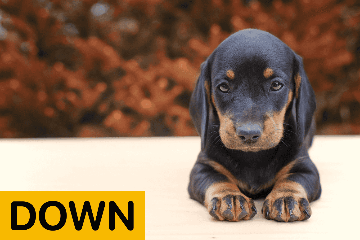 7 Basic Commands to Teach Your Dog